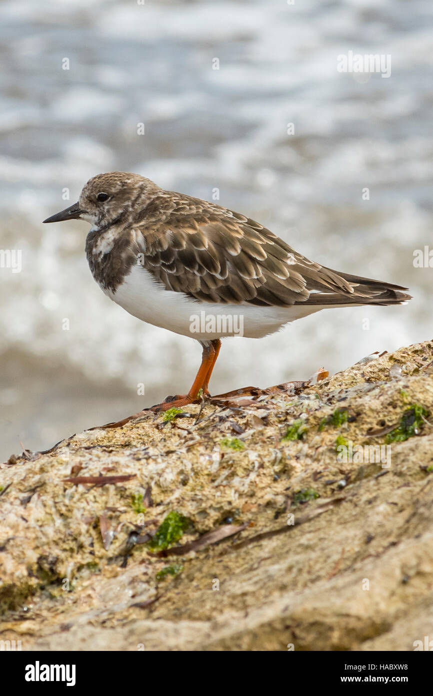 Sharp-tailed Sandpiper, Calidris acuminata at Emu Bay, Kangaroo Island ...