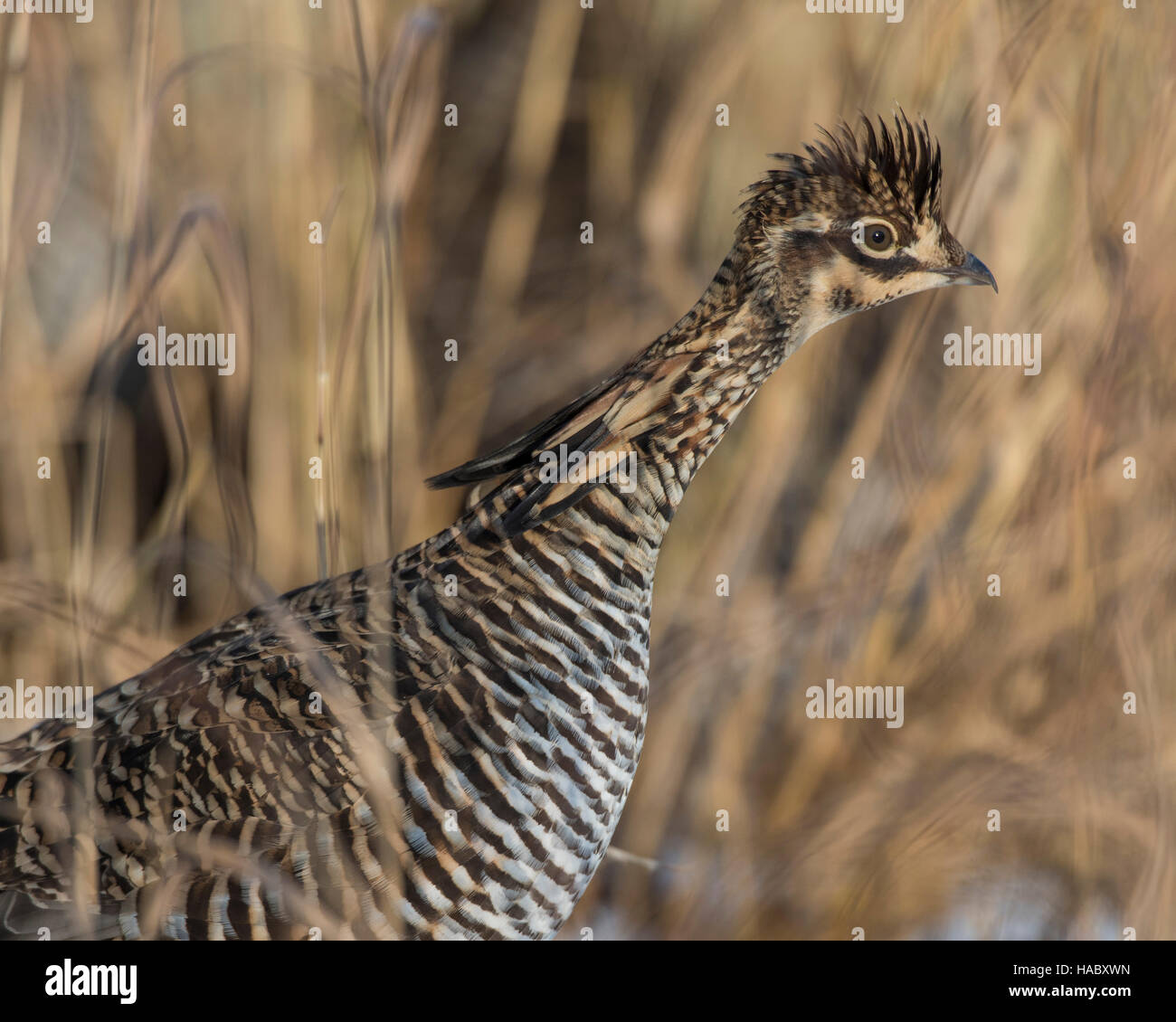 A Greater Prairie Chicken on fresh snow in Minnesota Stock Photo - Alamy