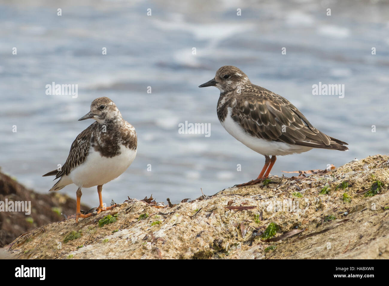 Sharp-tailed Sandpipers, Calidris acuminata at Emu Bay, Kangaroo Island ...