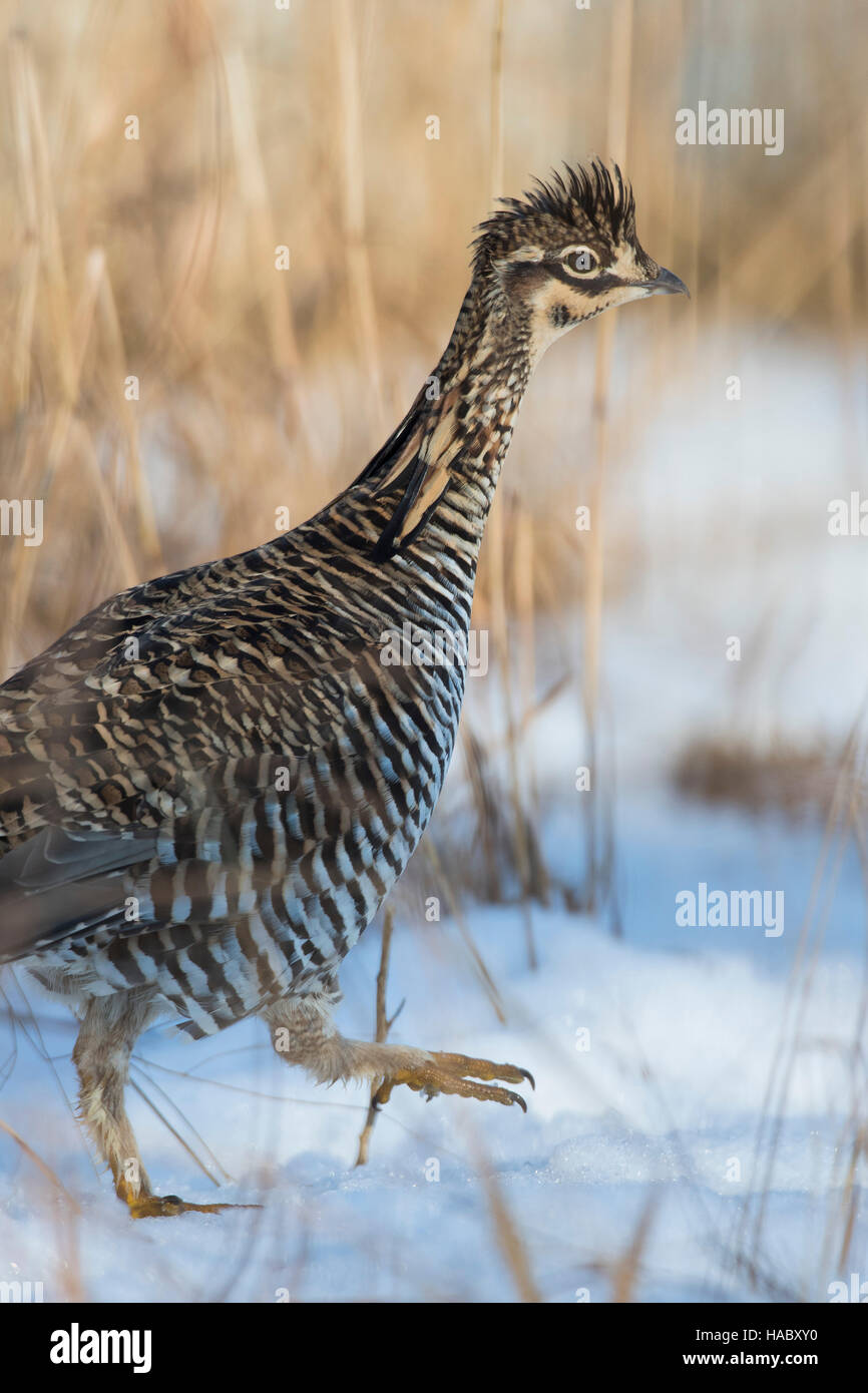 A Greater Prairie Chicken on fresh snow in Minnesota Stock Photo - Alamy