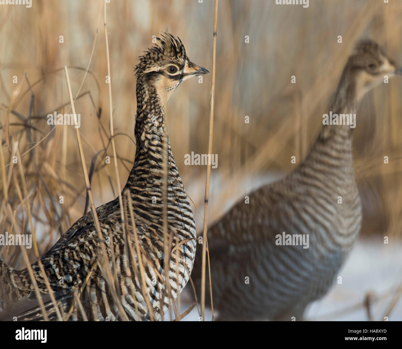 A Greater Prairie Chicken on fresh snow in Minnesota Stock Photo - Alamy
