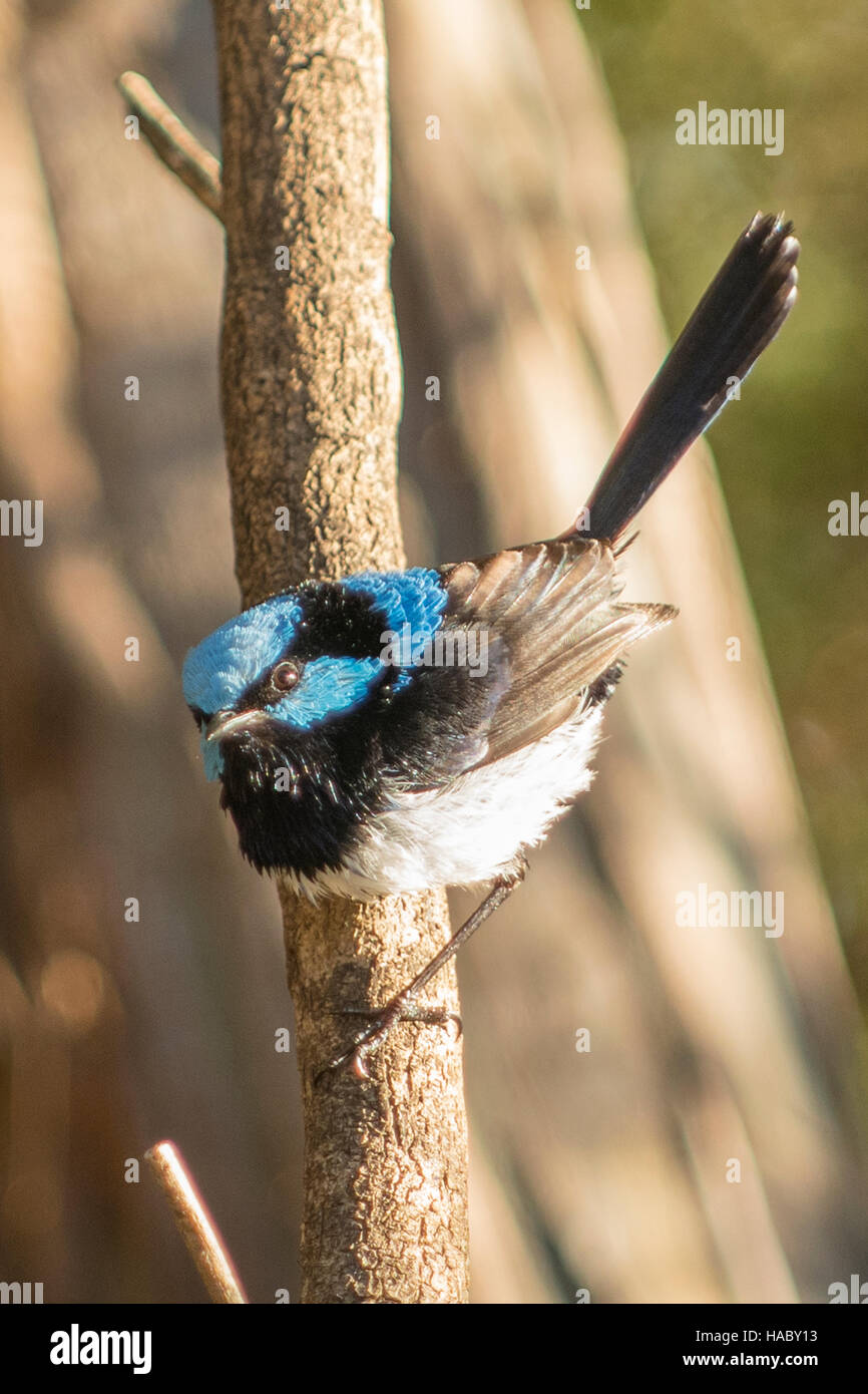 Male Superb Fairy Wren, Malarus cyaneus at Pelican Lagoon, Kangaroo ...