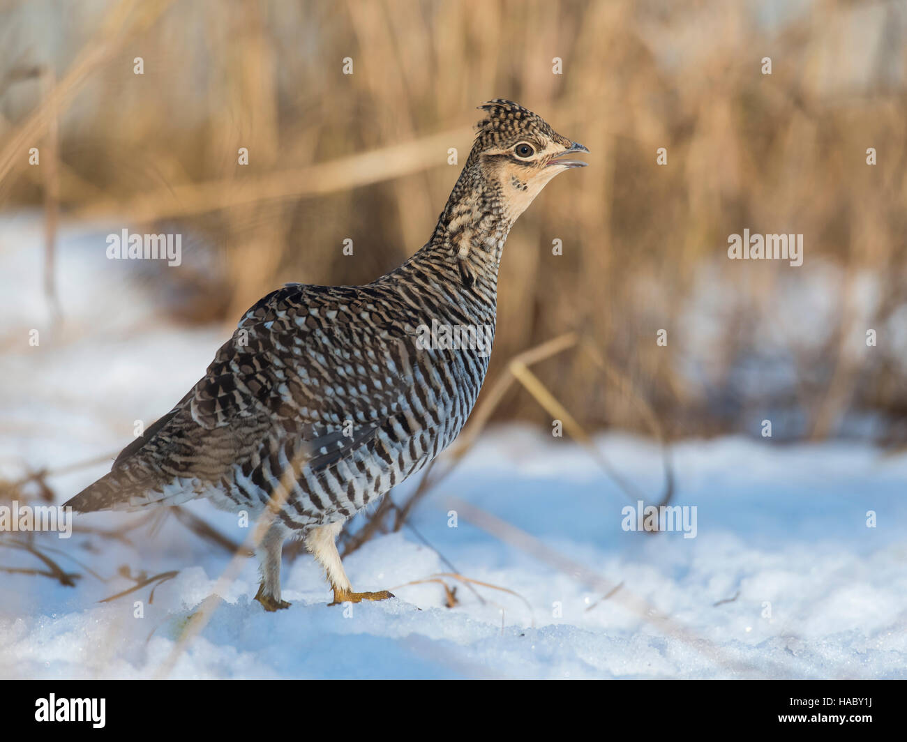 A Greater Prairie Chicken on fresh snow in Minnesota Stock Photo - Alamy