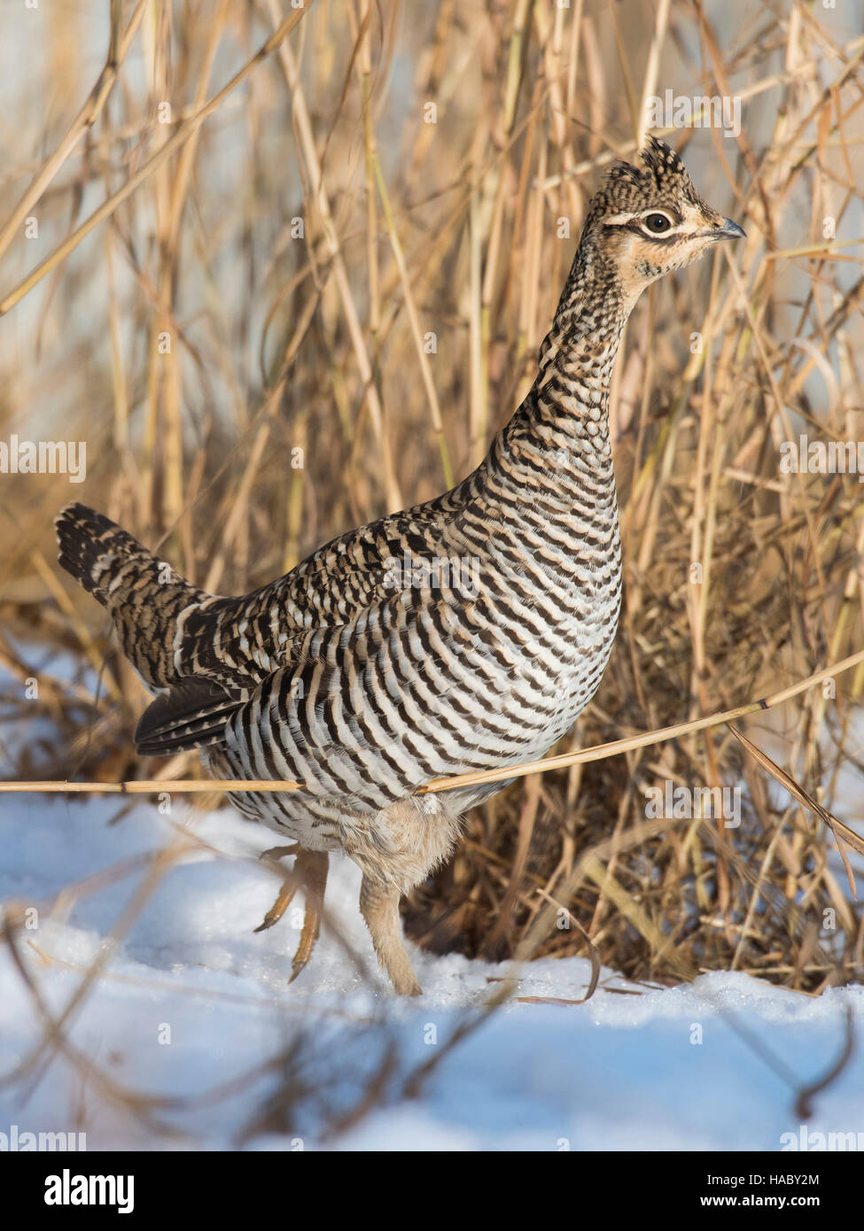 A Greater Prairie Chicken on fresh snow in Minnesota Stock Photo - Alamy
