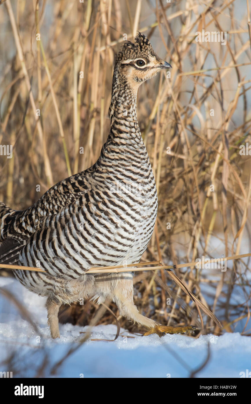 A Greater Prairie Chicken on fresh snow in Minnesota Stock Photo - Alamy