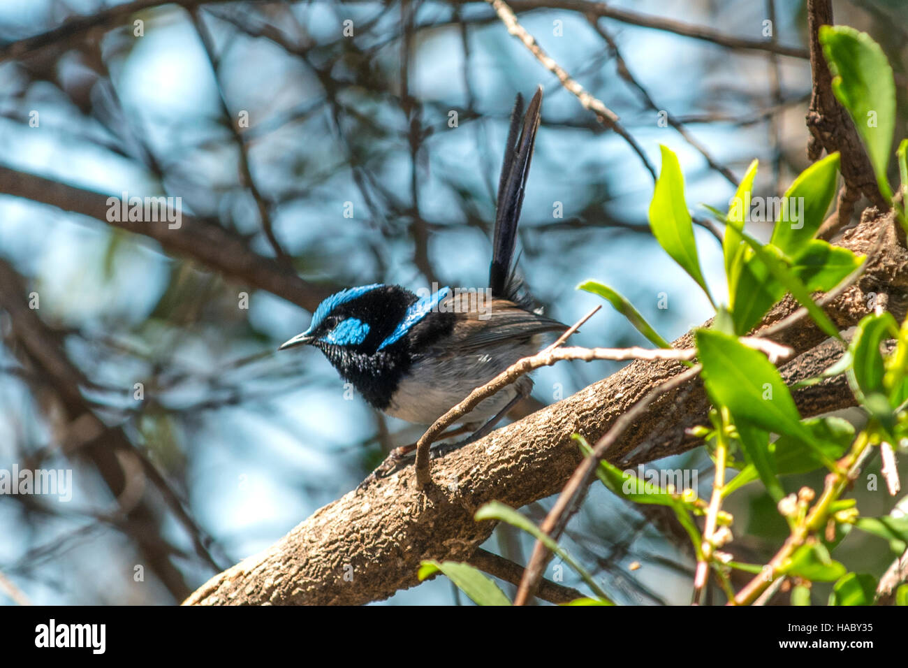 Male Superb Fairy Wren, Malurus cyaneus at Pelican Lagoon, Kangaroo ...
