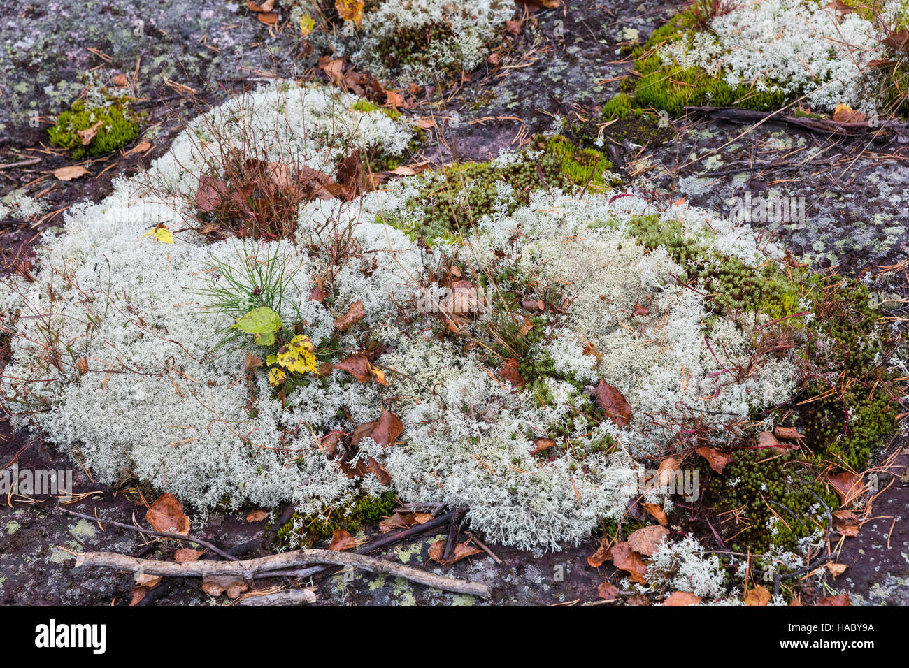 Forest ground autumn hi-res stock photography and images - Alamy