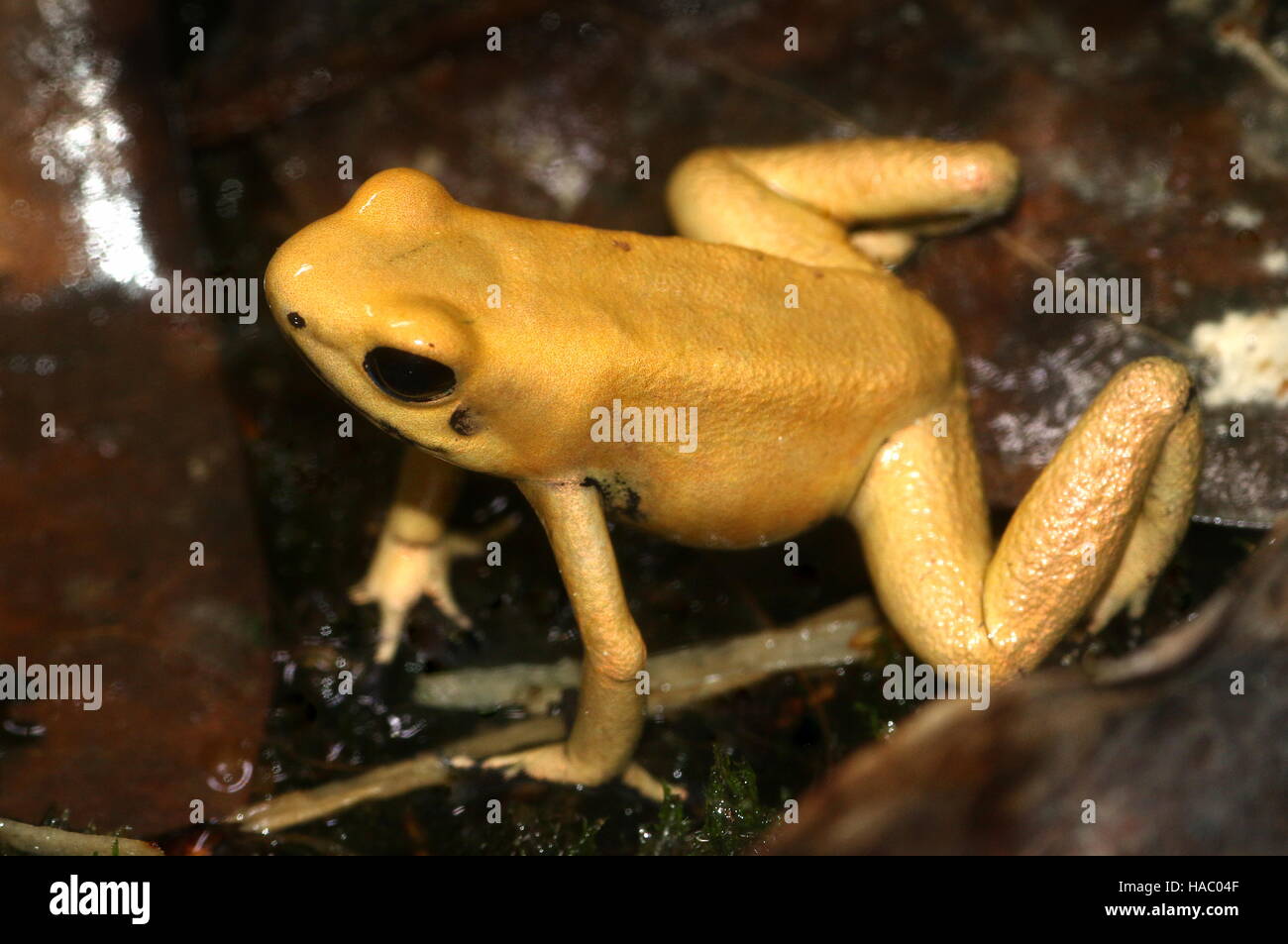 Colombian Golden poison dart frog / arrow frog (Phyllobates terribilis ...