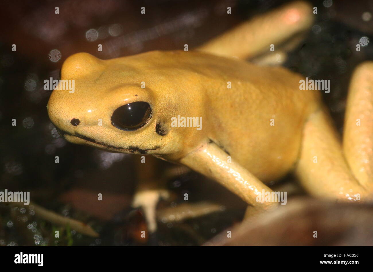 Rana venenosa dorada hi-res stock photography and images - Alamy