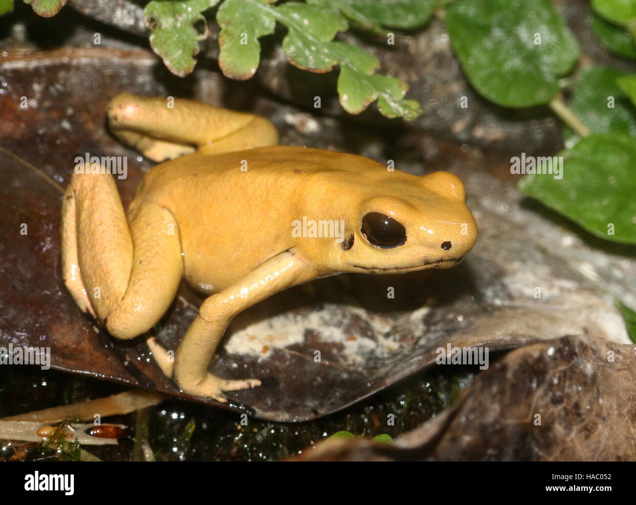 Kokoi de colombie hi-res stock photography and images - Alamy