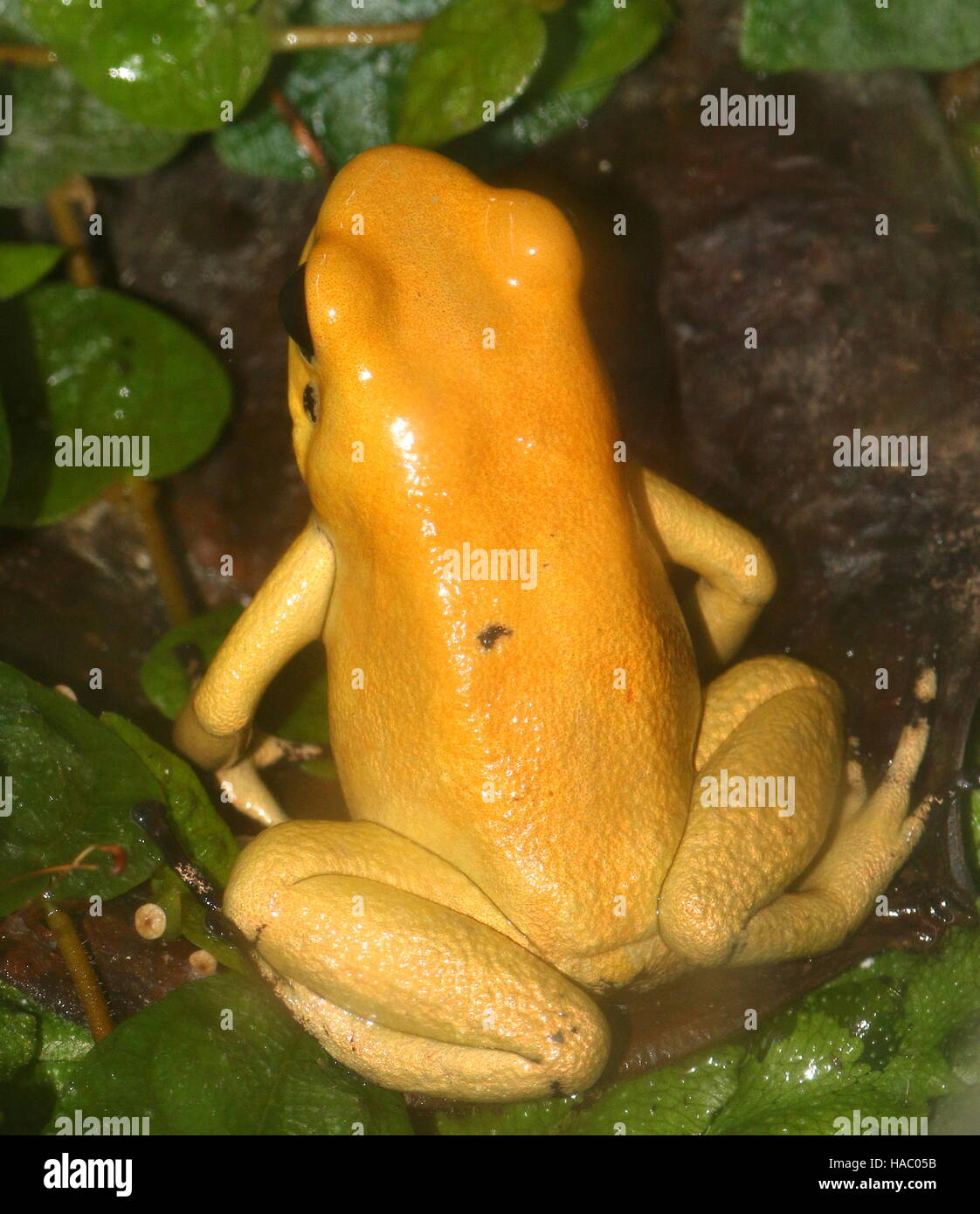 Colombian Golden poison dart frog / arrow frog (Phyllobates terribilis ...