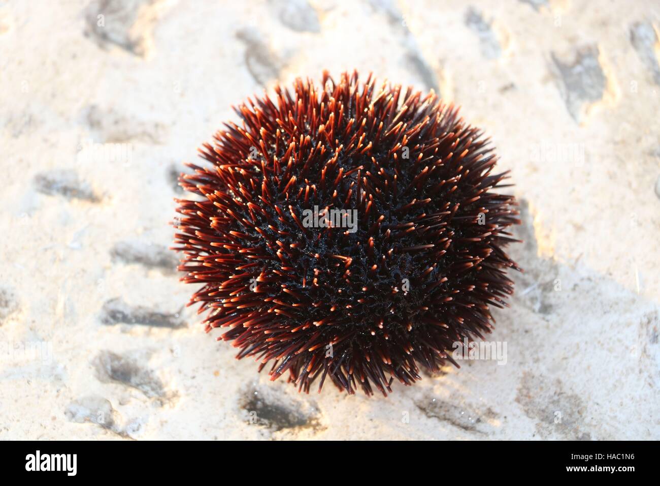 Black sea urchin available in high-resolution and several sizes to fit ...