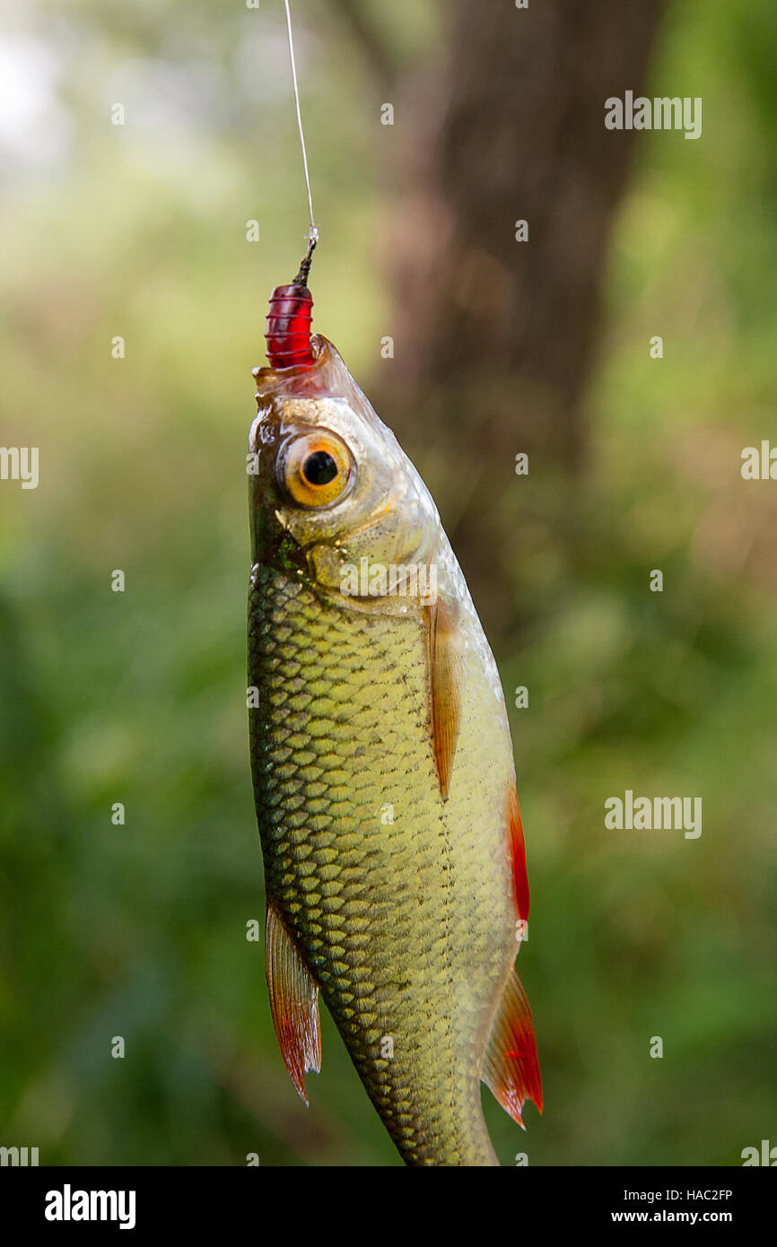 Freshwater fish just taken from the water. Single common rudd fish on ...