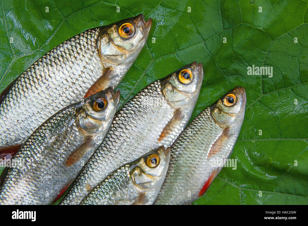 Close up view of several common rudd fish on the big green leaf ...