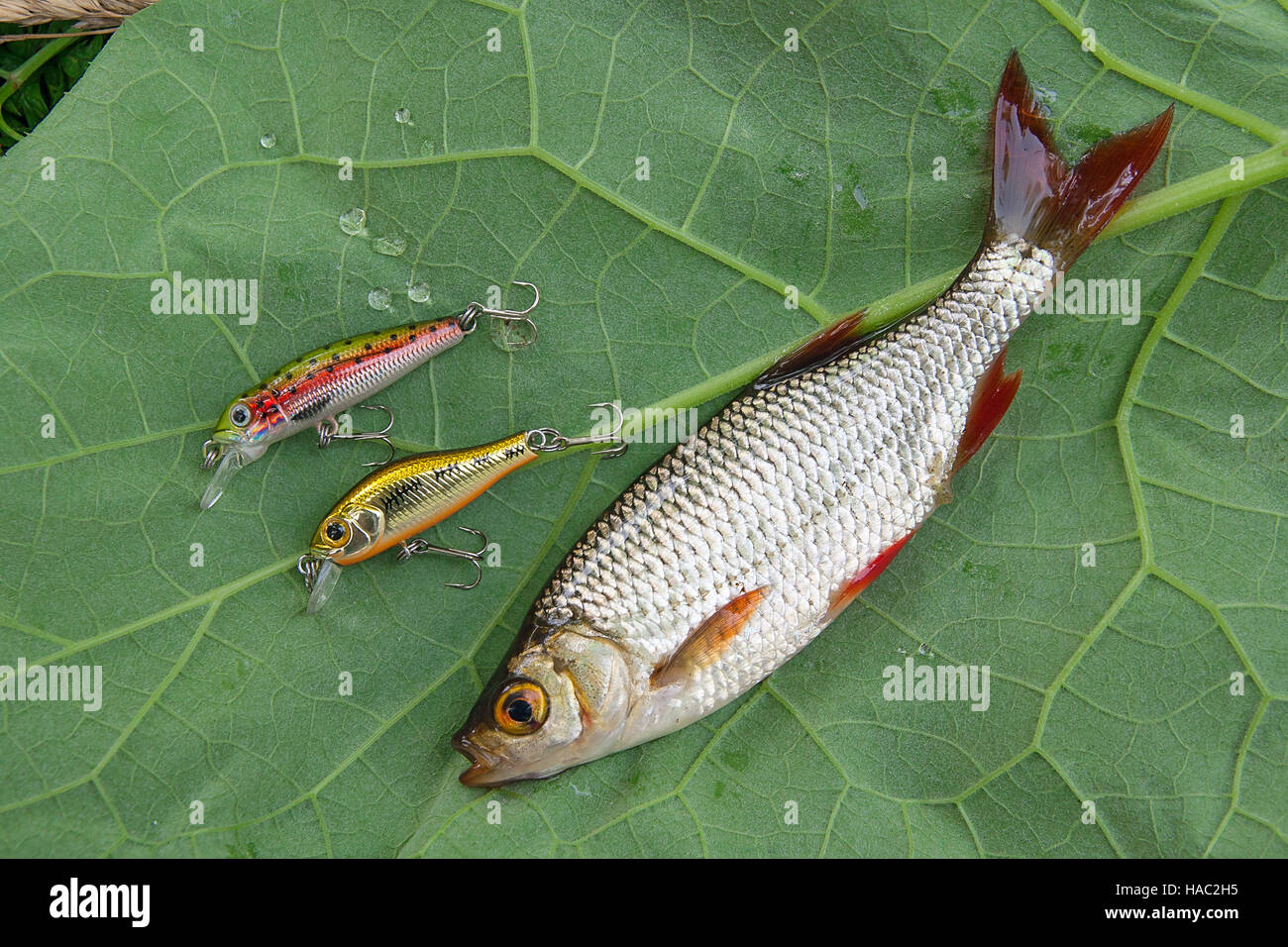 Freshwater fish just taken from the water. Common rudd fish and several ...