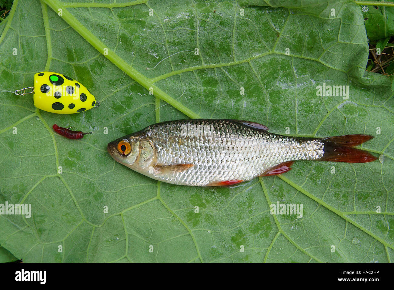Freshwater fish just taken from the water. Single common rudd fish and ...