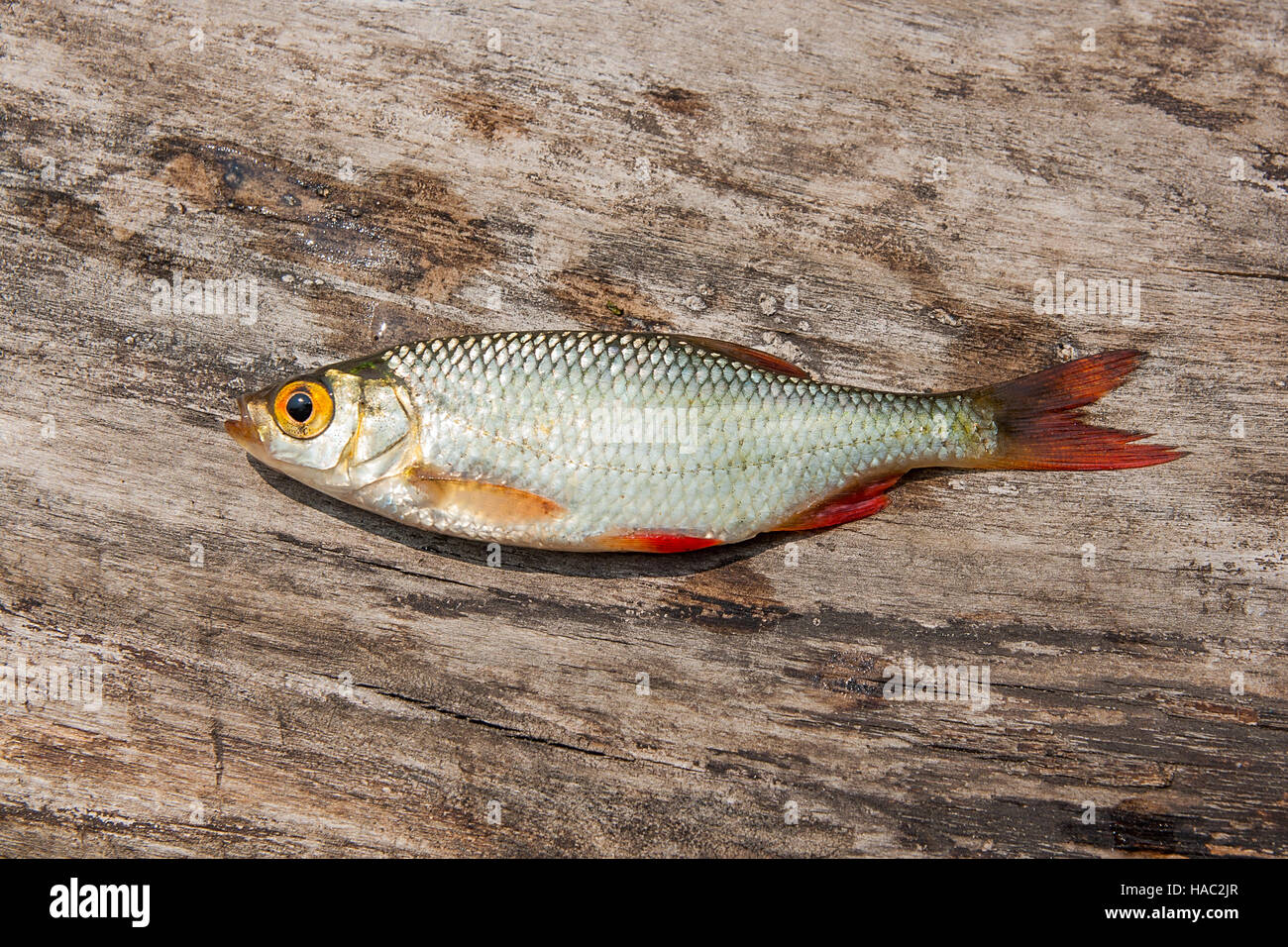 Freshwater fish just taken from the water. Single common rudd fish on ...