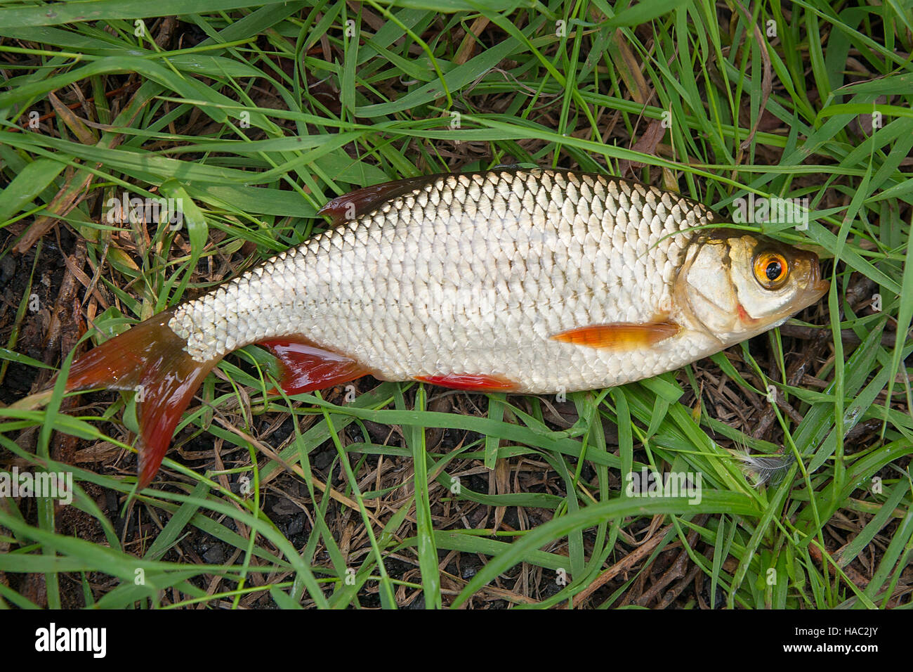 Freshwater fish just taken from the water. Single common rudd fish on ...