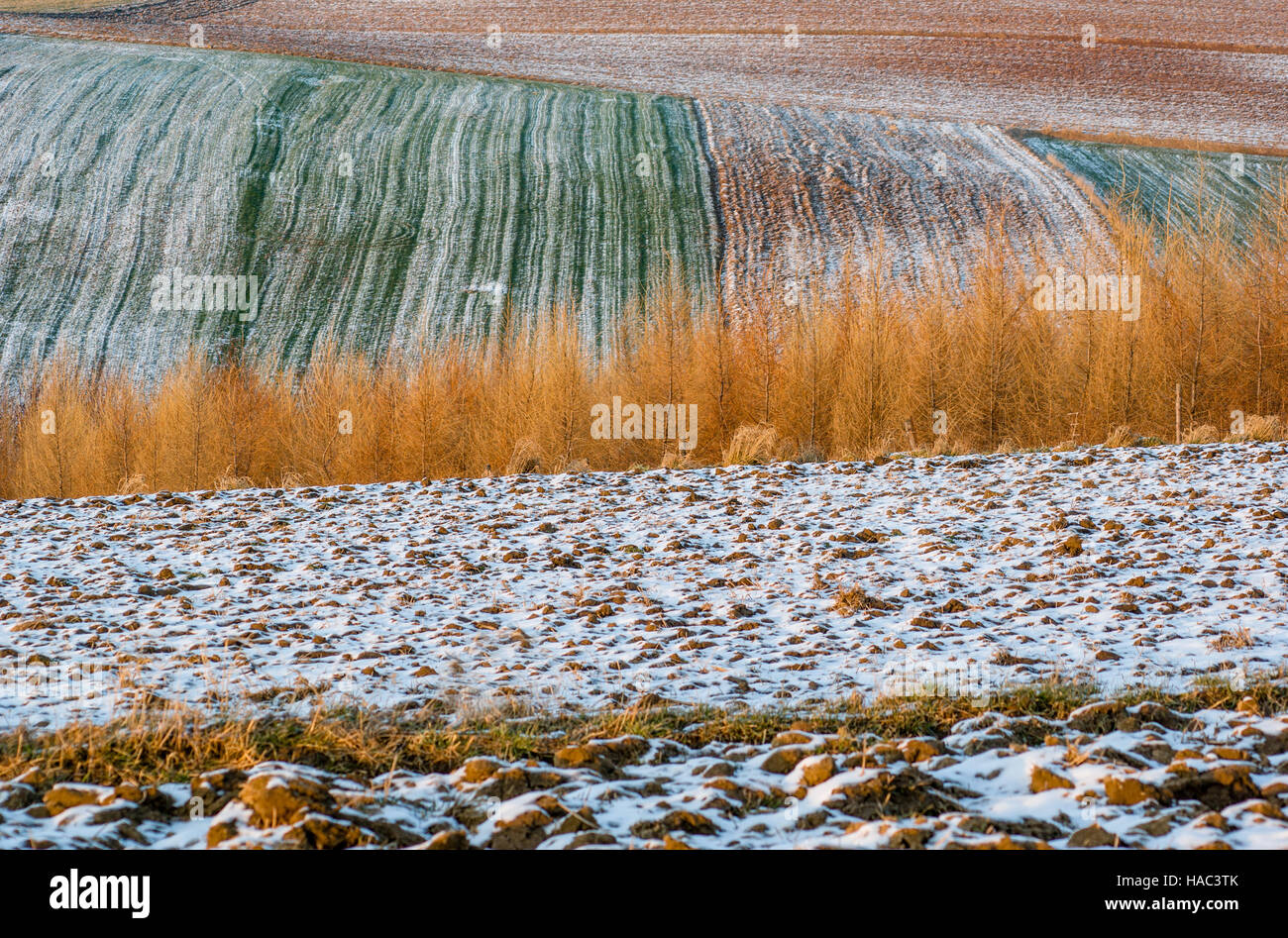 Trees in fields in snowy rural landscape Stock Photo - Alamy