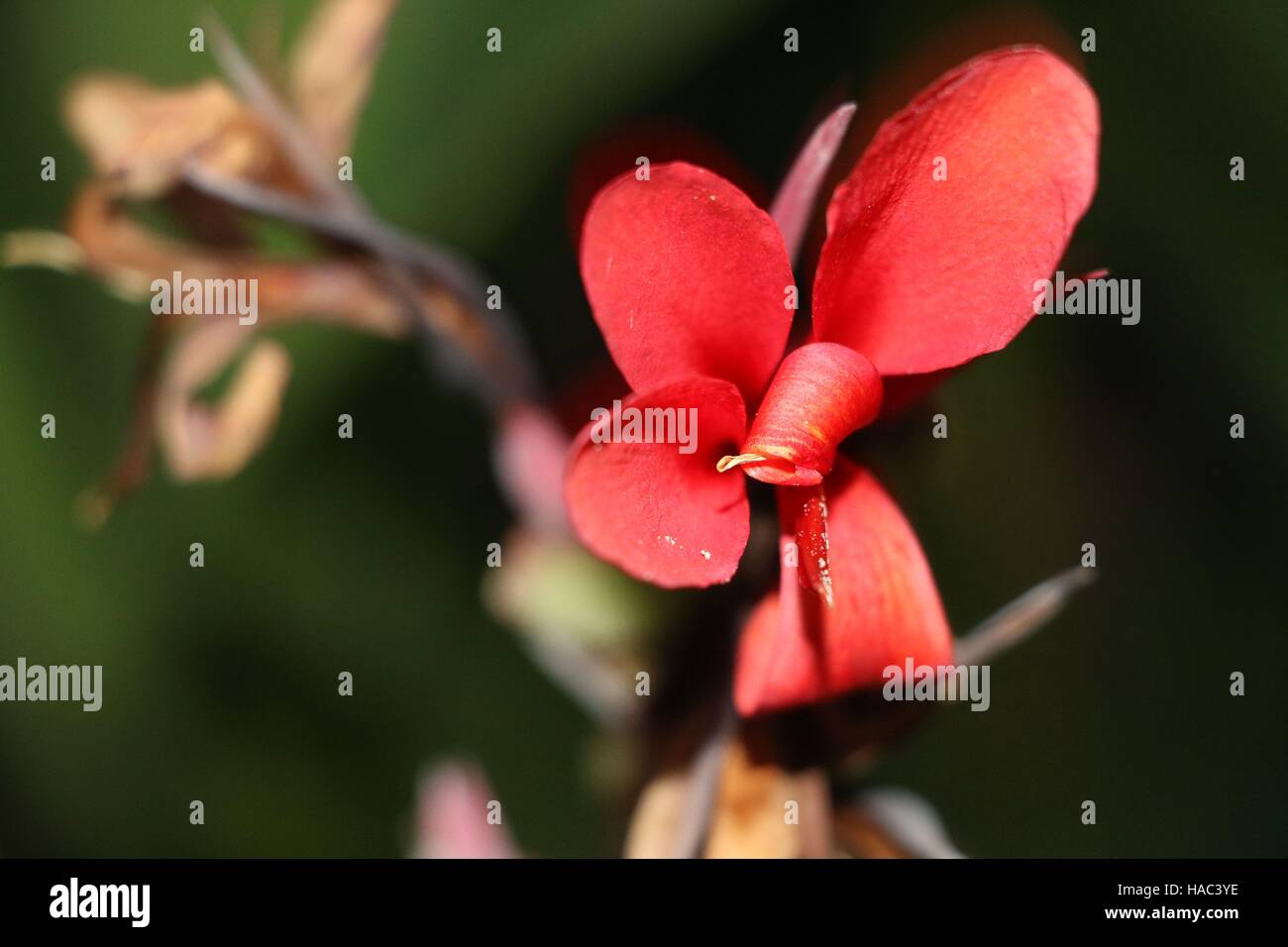 Red wild flower hi-res stock photography and images - Alamy