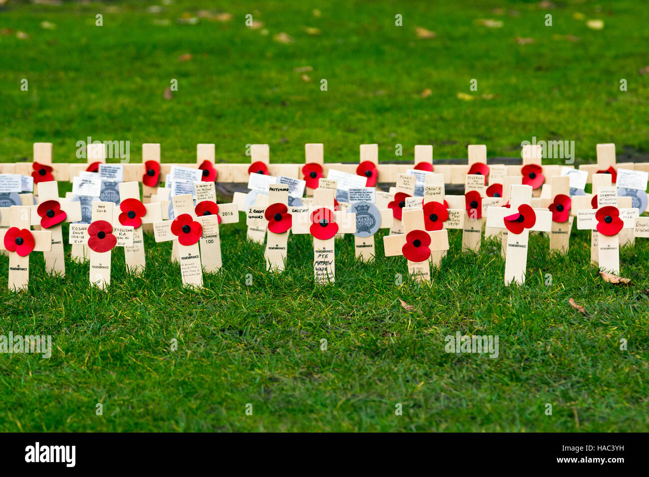 Poppies crosses on remembrance day hi-res stock photography and images ...