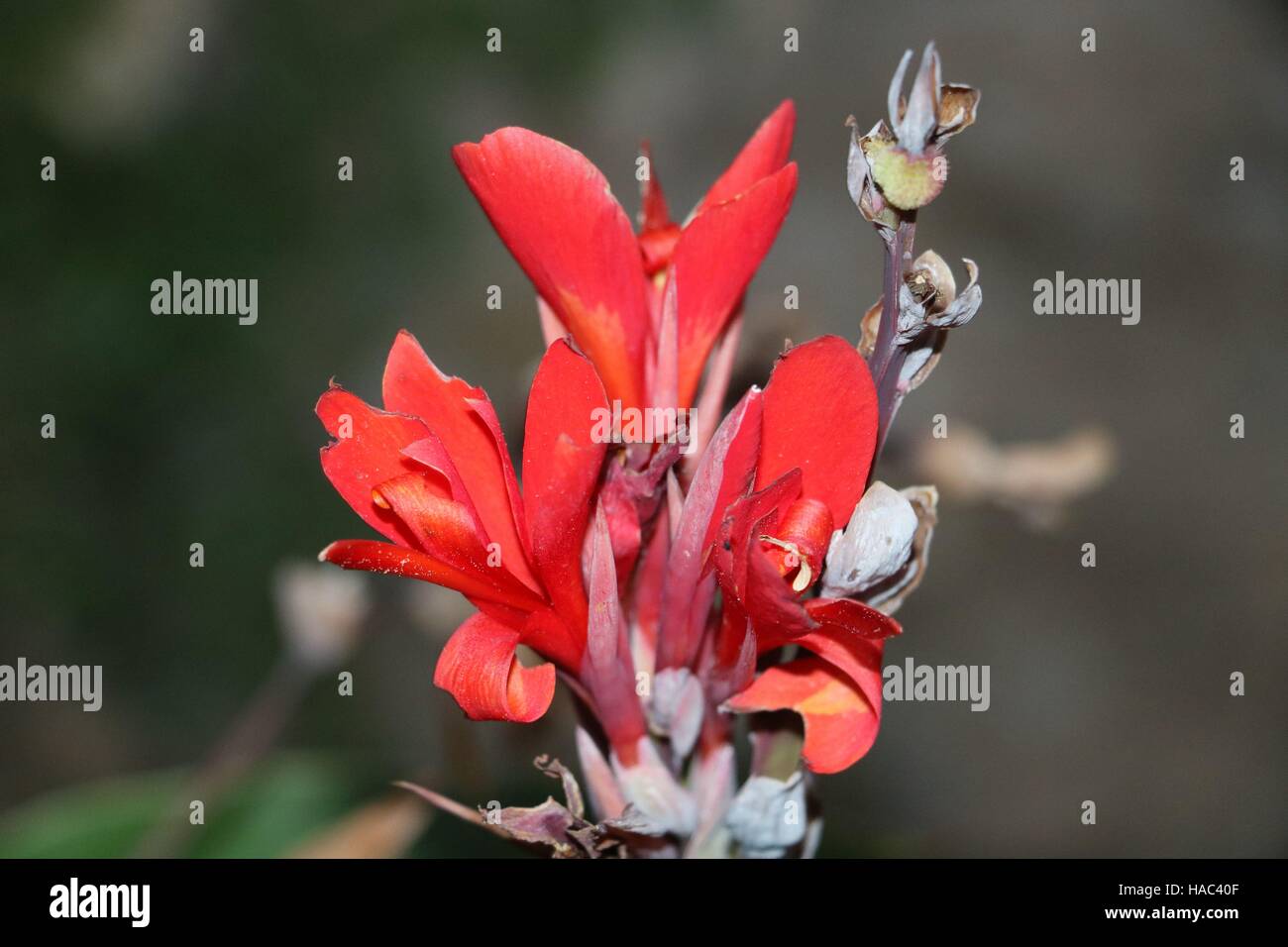Beautiful red wild flower available in high-resolution and several ...