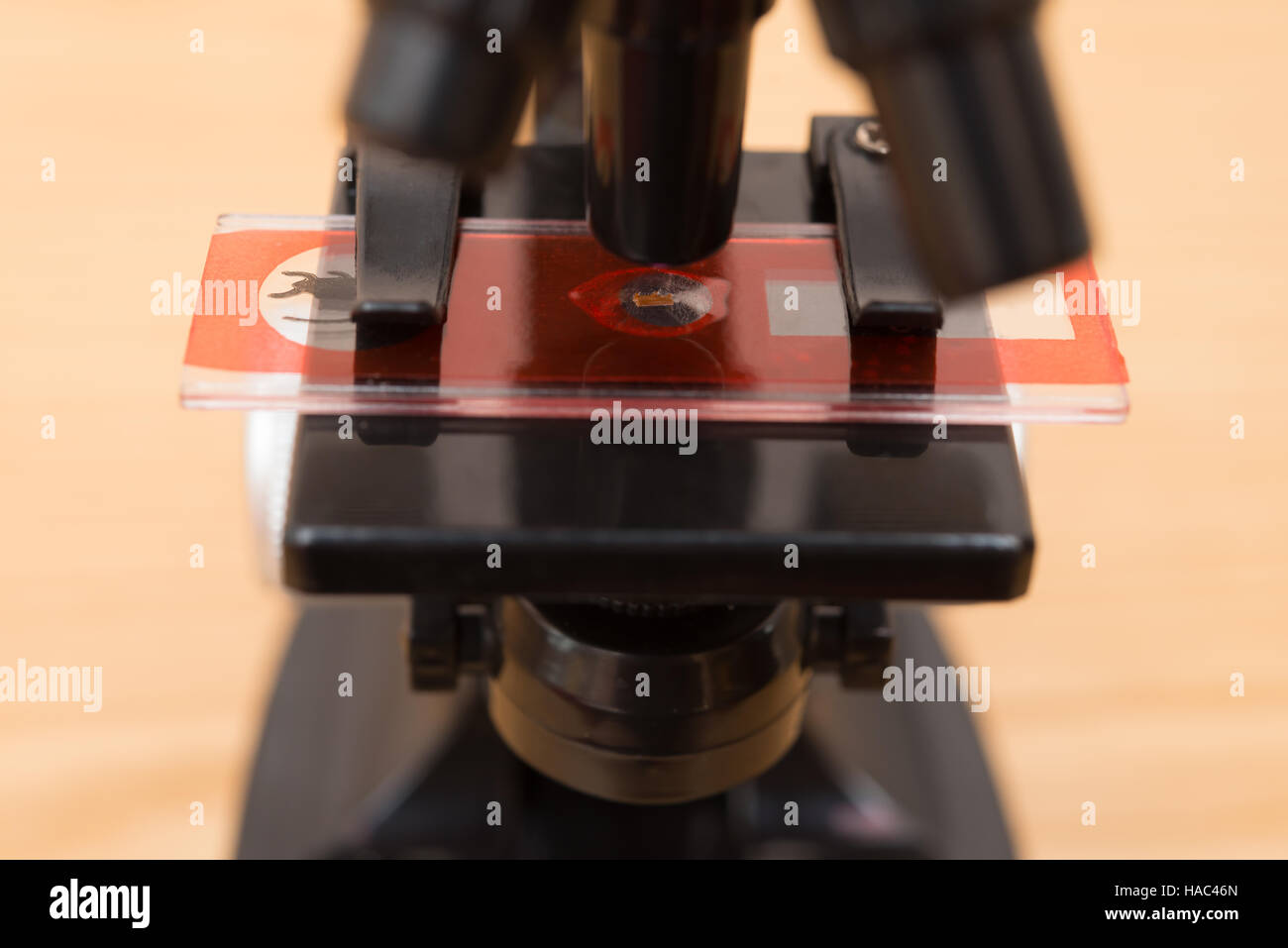 Microscope nature hi-res stock photography and images - Alamy