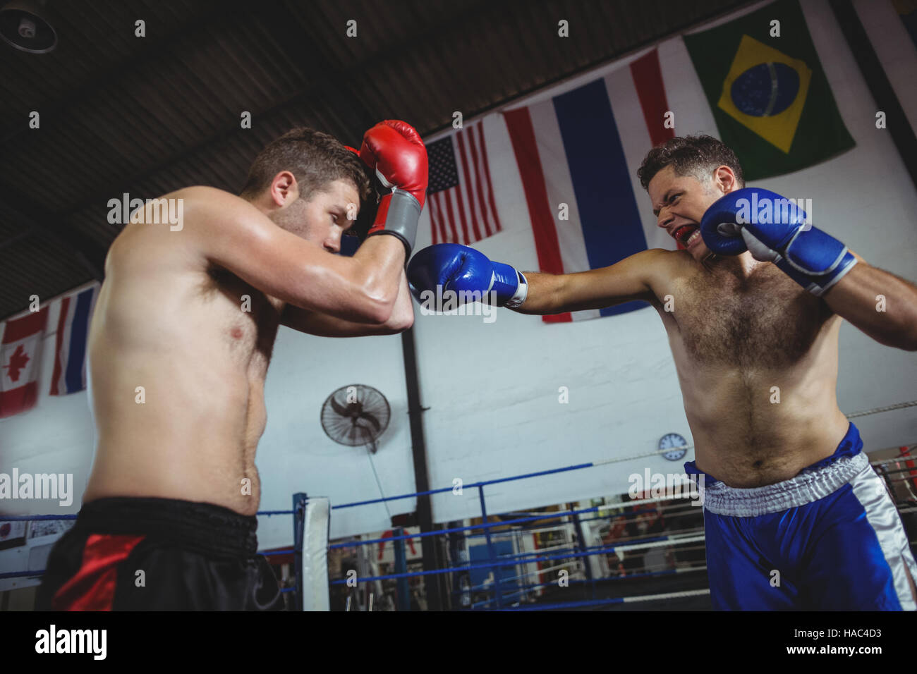 Boxers fighting in boxing ring Stock Photo - Alamy