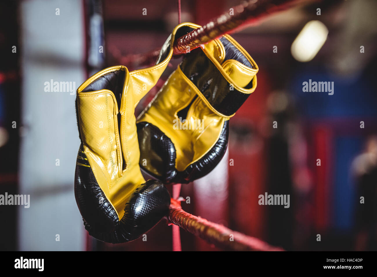 Yellow boxing gloves hanging off the boxing ring Stock Photo - Alamy
