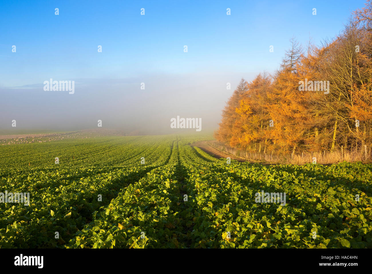 Green fodder crops and colorful Larch trees on a misty, frosty autumn ...