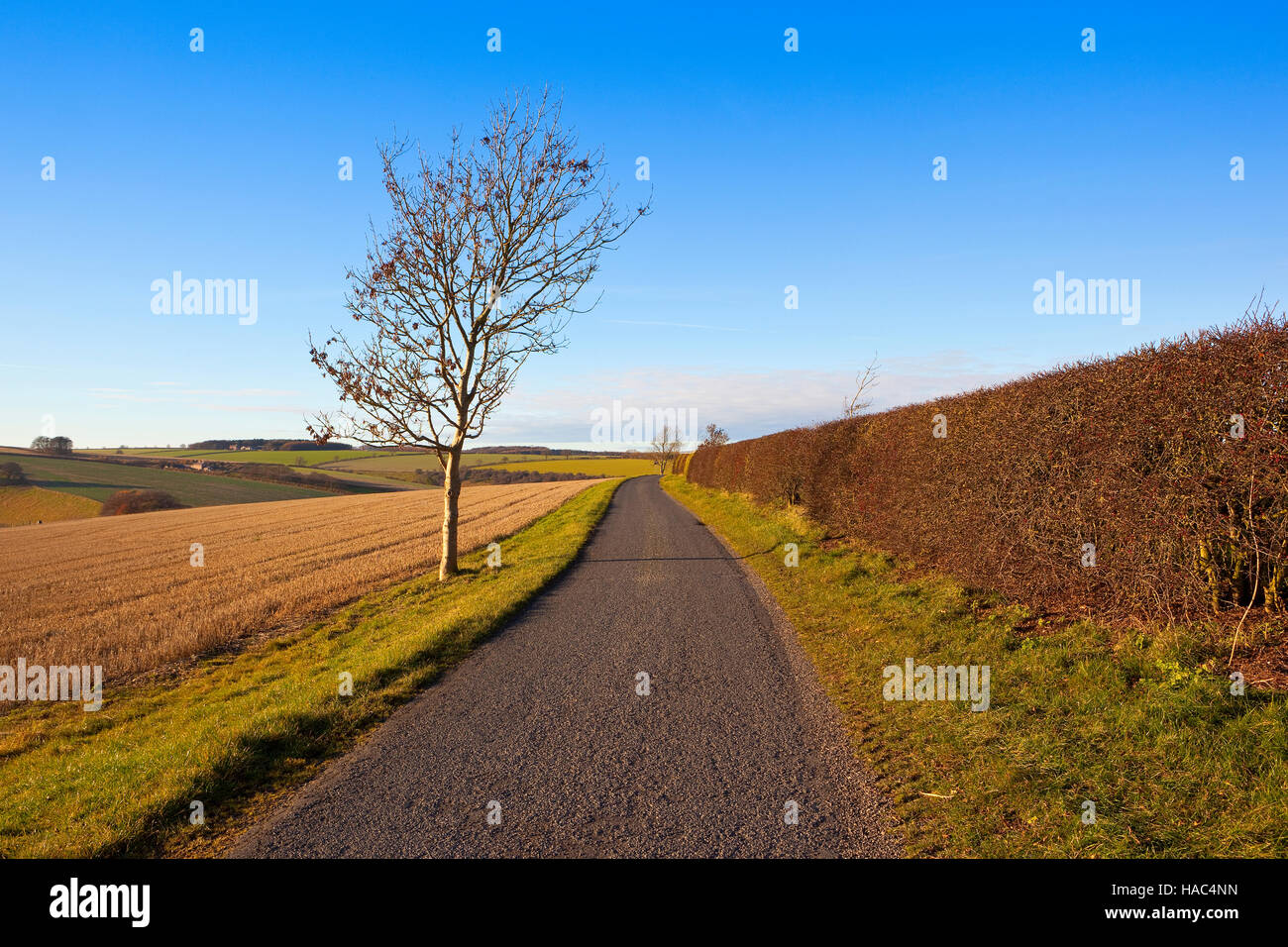A small rural road through the agricultural landscape of the Yorkshire ...