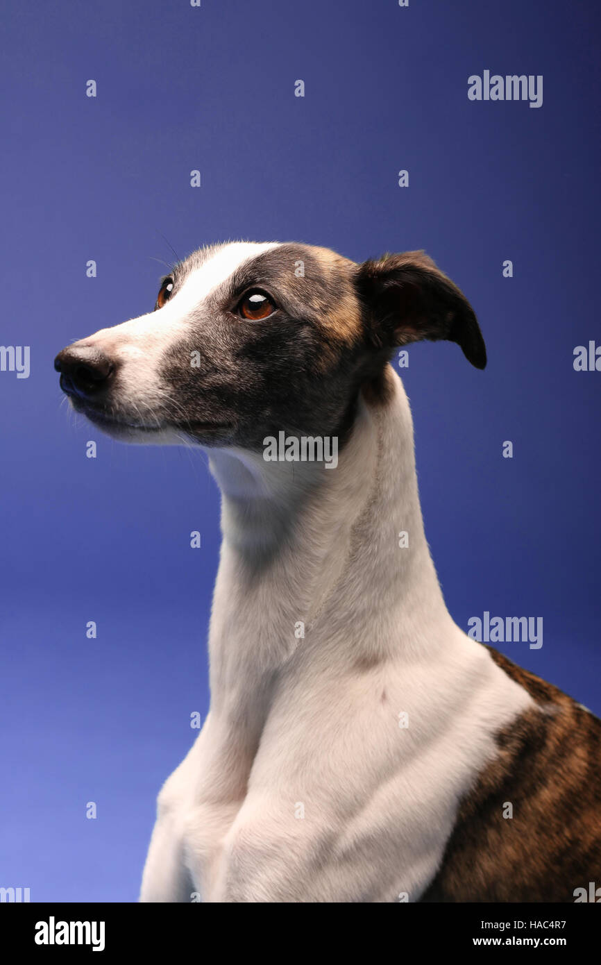 Whippet studio portrait Stock Photo - Alamy