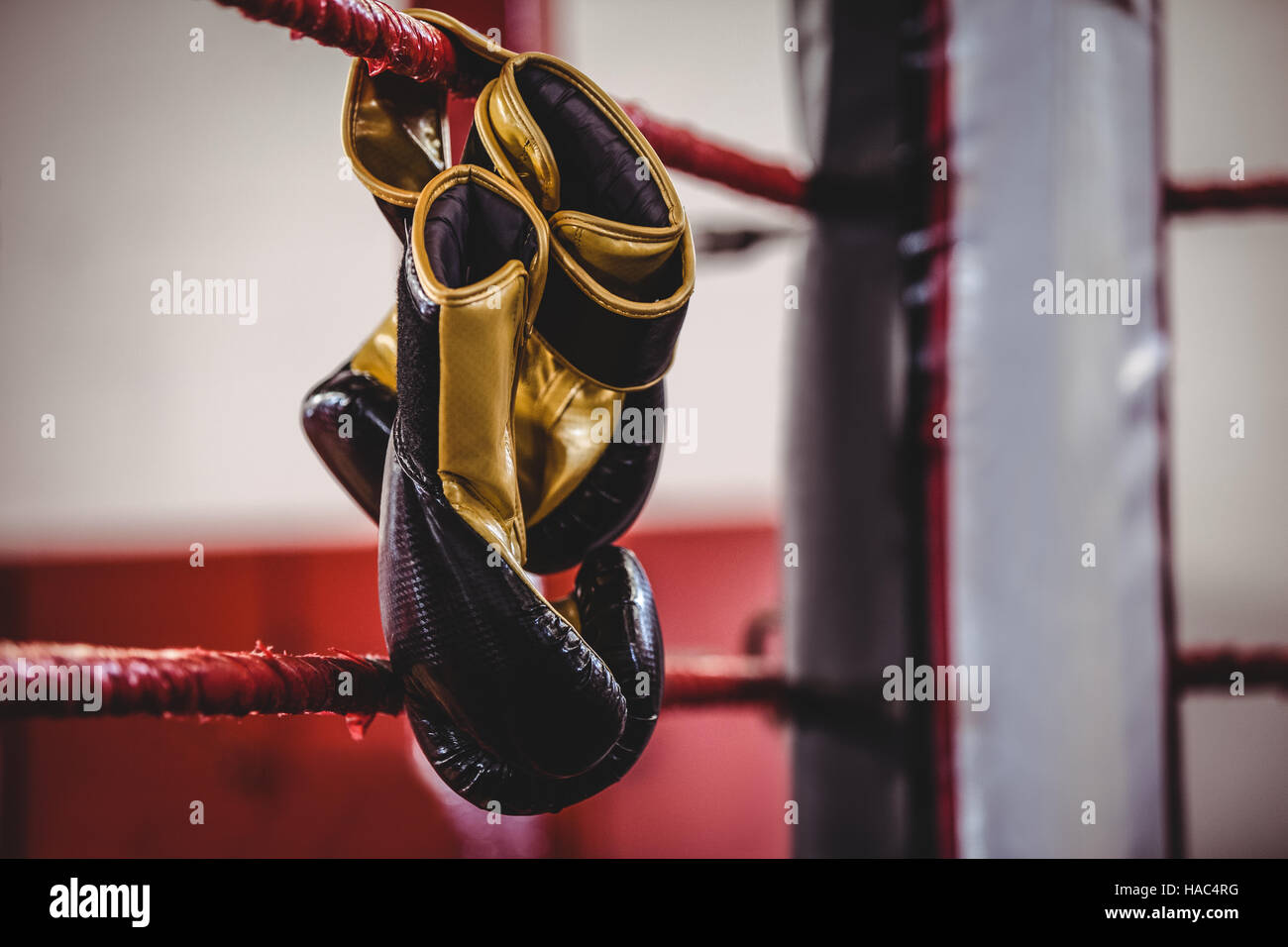 Yellow boxing gloves hanging off the boxing ring Stock Photo - Alamy