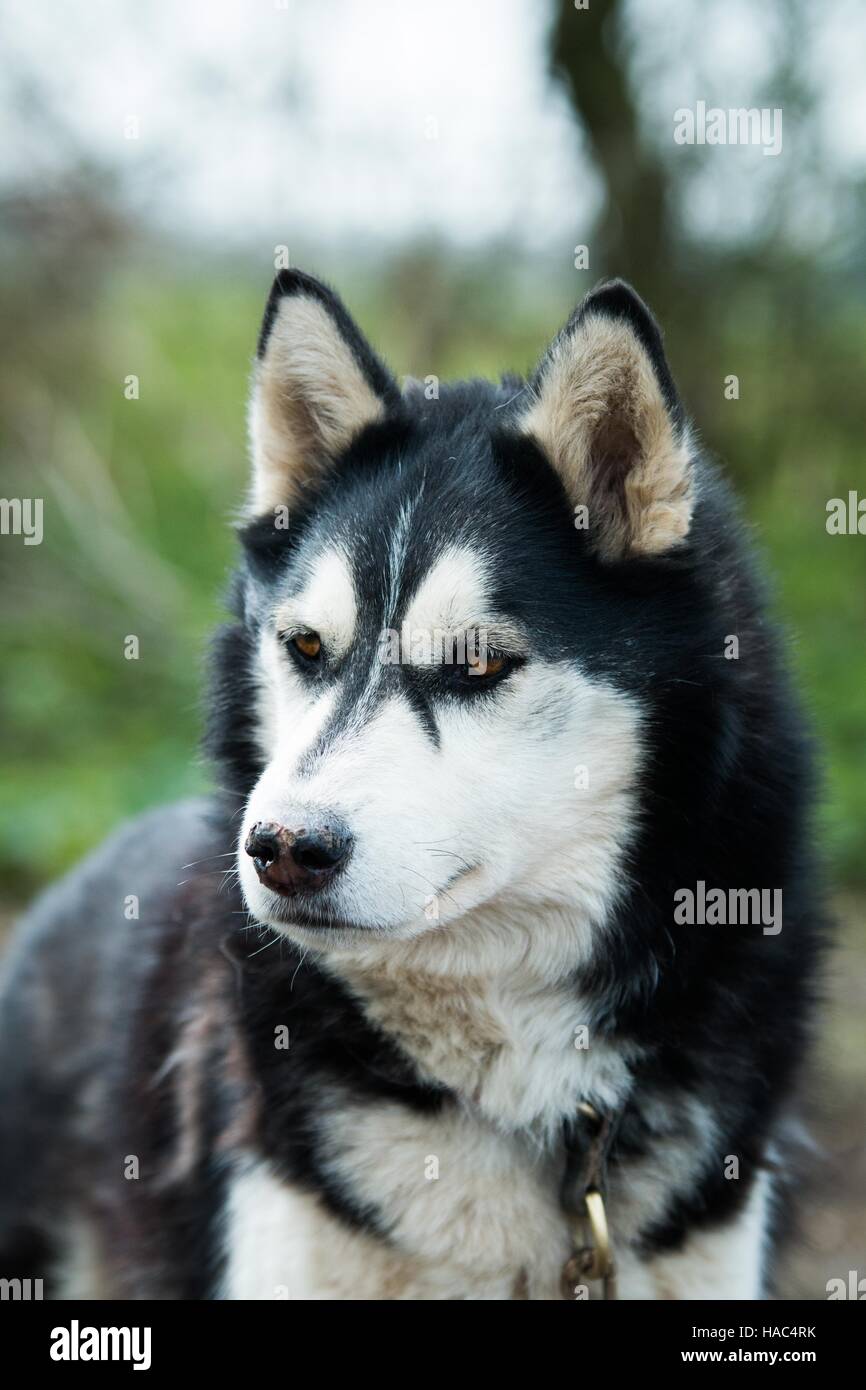 Siberian Husky portrait Stock Photo - Alamy