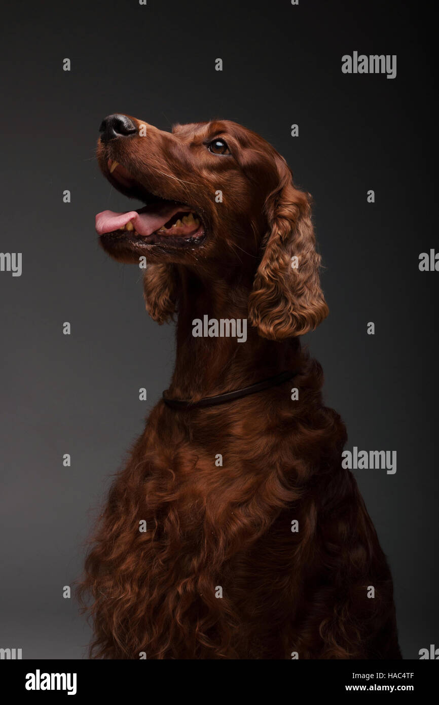 Irish Red Setter studio portrait Stock Photo - Alamy