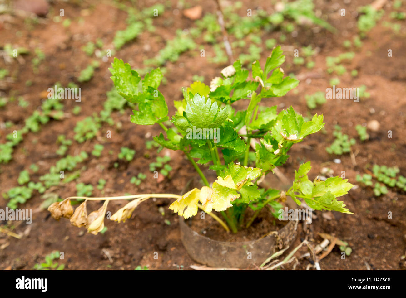 Celery (Apium graveolens) growing plant cultivated on soil Stock Photo ...