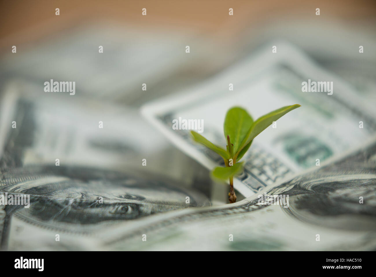 Small plant growing on currency note Stock Photo - Alamy