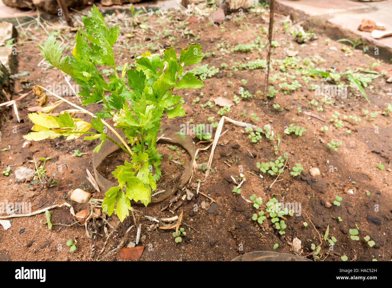 Celery (Apium graveolens) growing plant cultivated on soil Stock Photo ...