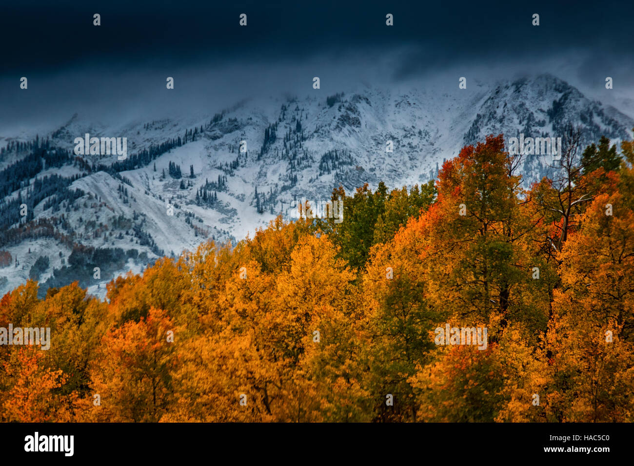 The Anthracite Range along Kebler Pass lights up from the fall Aspen ...