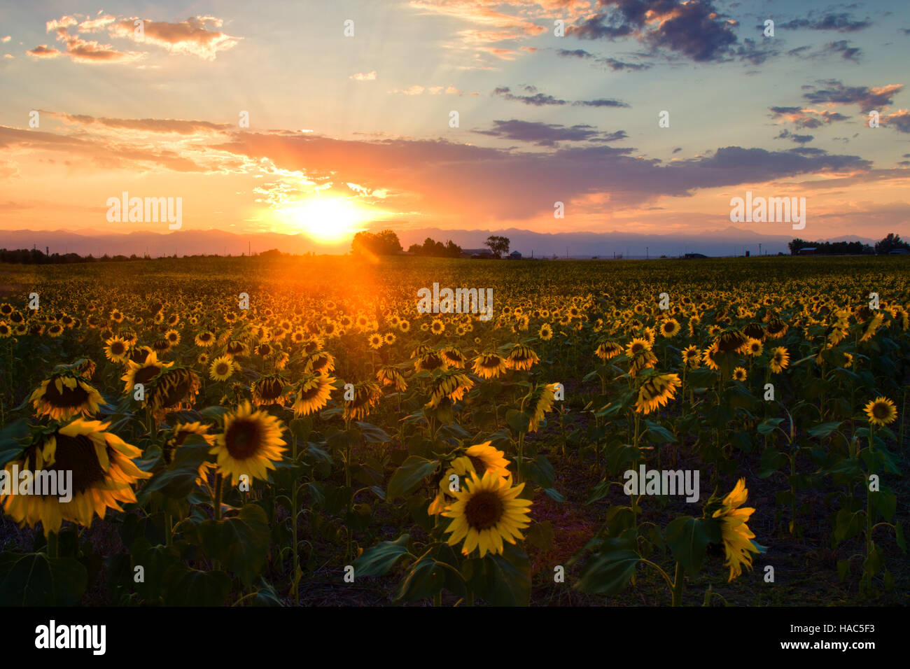 Sunset kisses the sunflower fields goodnight on a summer evening in ...