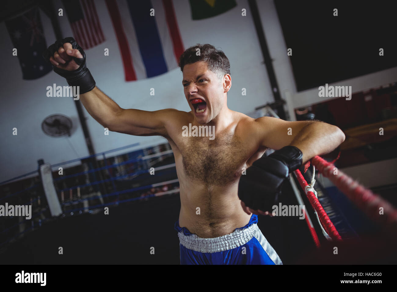 Boxer posing after victory Stock Photo - Alamy