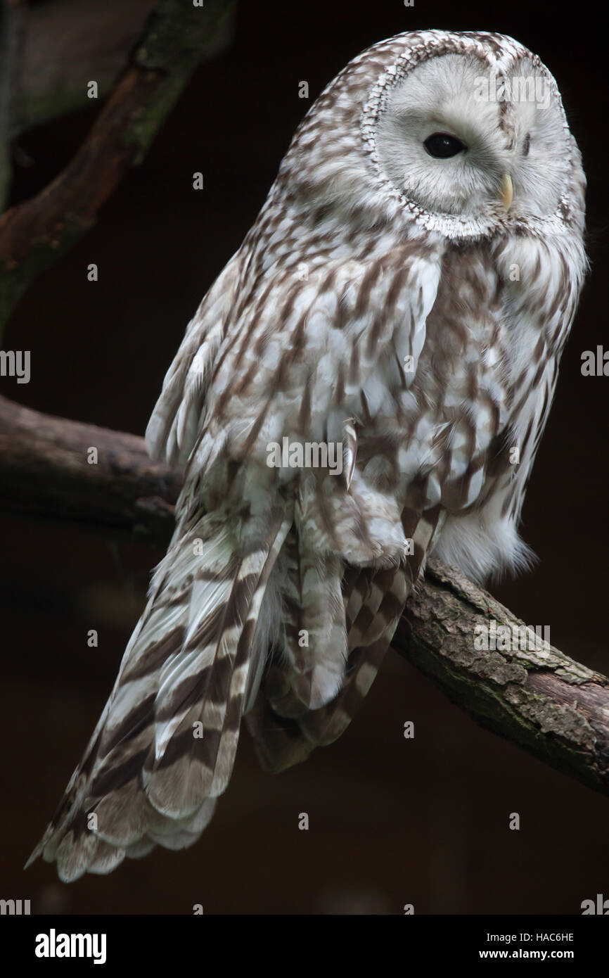 East european wildlife hi-res stock photography and images - Alamy