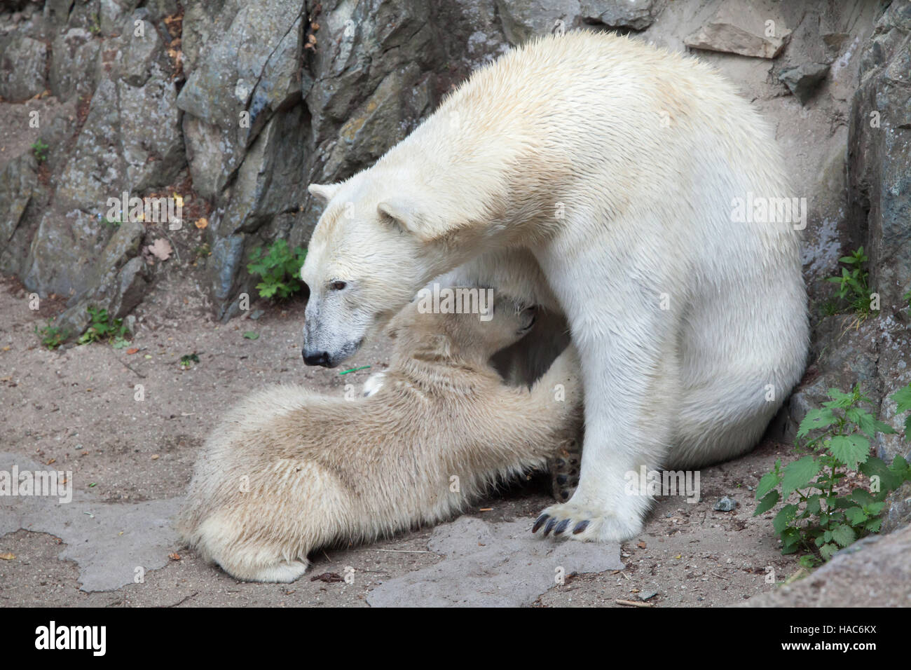 Animal sucking zoo hi-res stock photography and images - Alamy