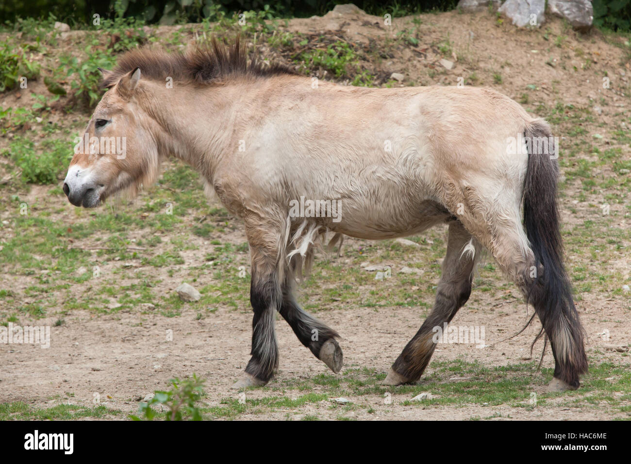 Przewalski's horse (Equus ferus przewalskii), also known as the Asian ...