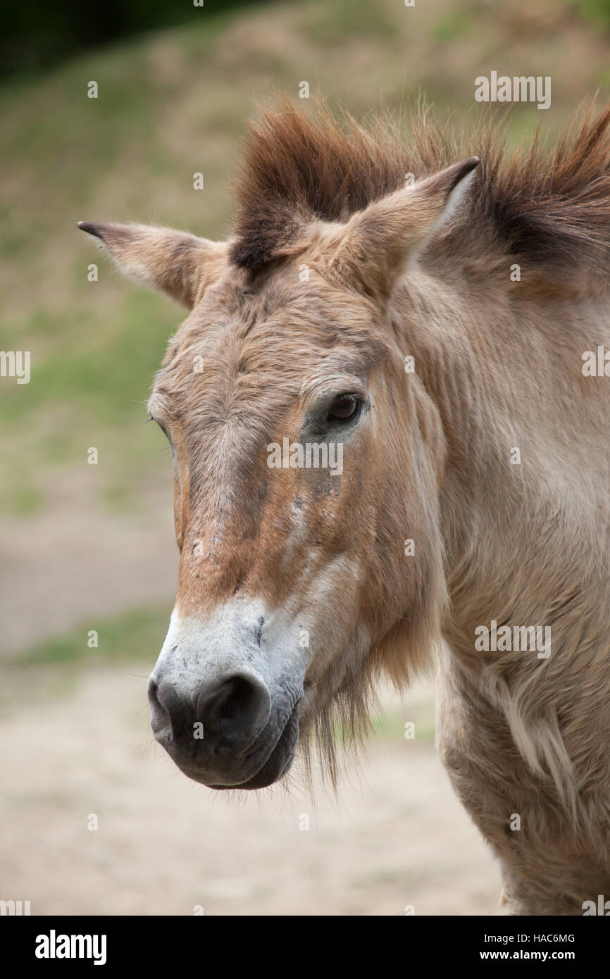 Przewalski's horse (Equus ferus przewalskii), also known as the Asian ...