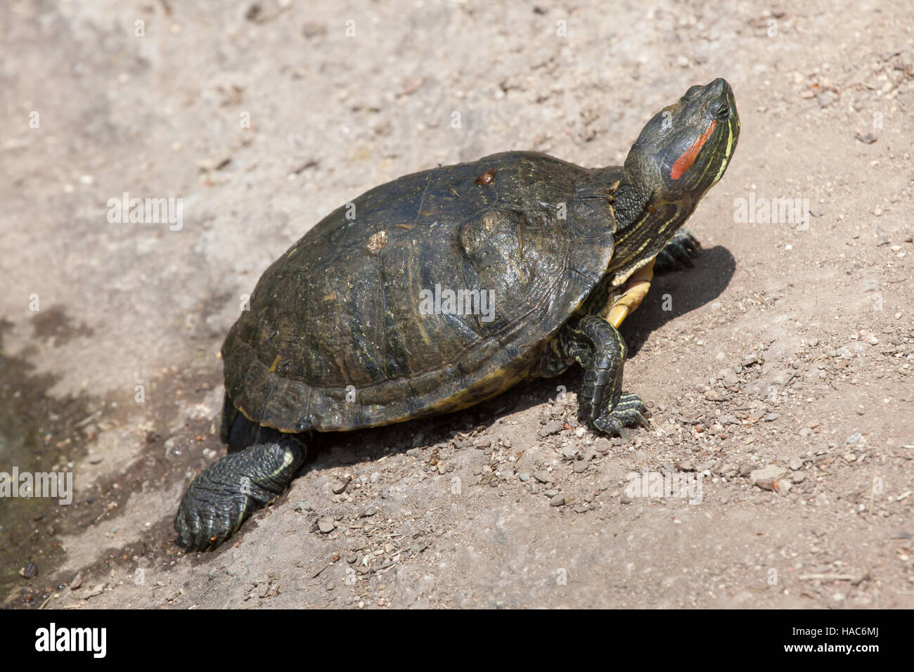 Red-eared slider (Trachemys scripta elegans), also known as the red ...