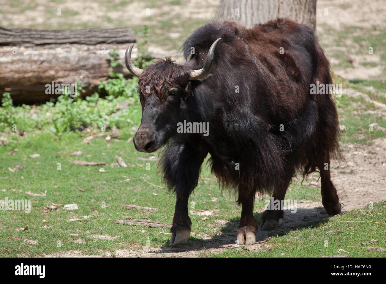 Domestic yak (Bos grunniens). Domestic animal Stock Photo - Alamy