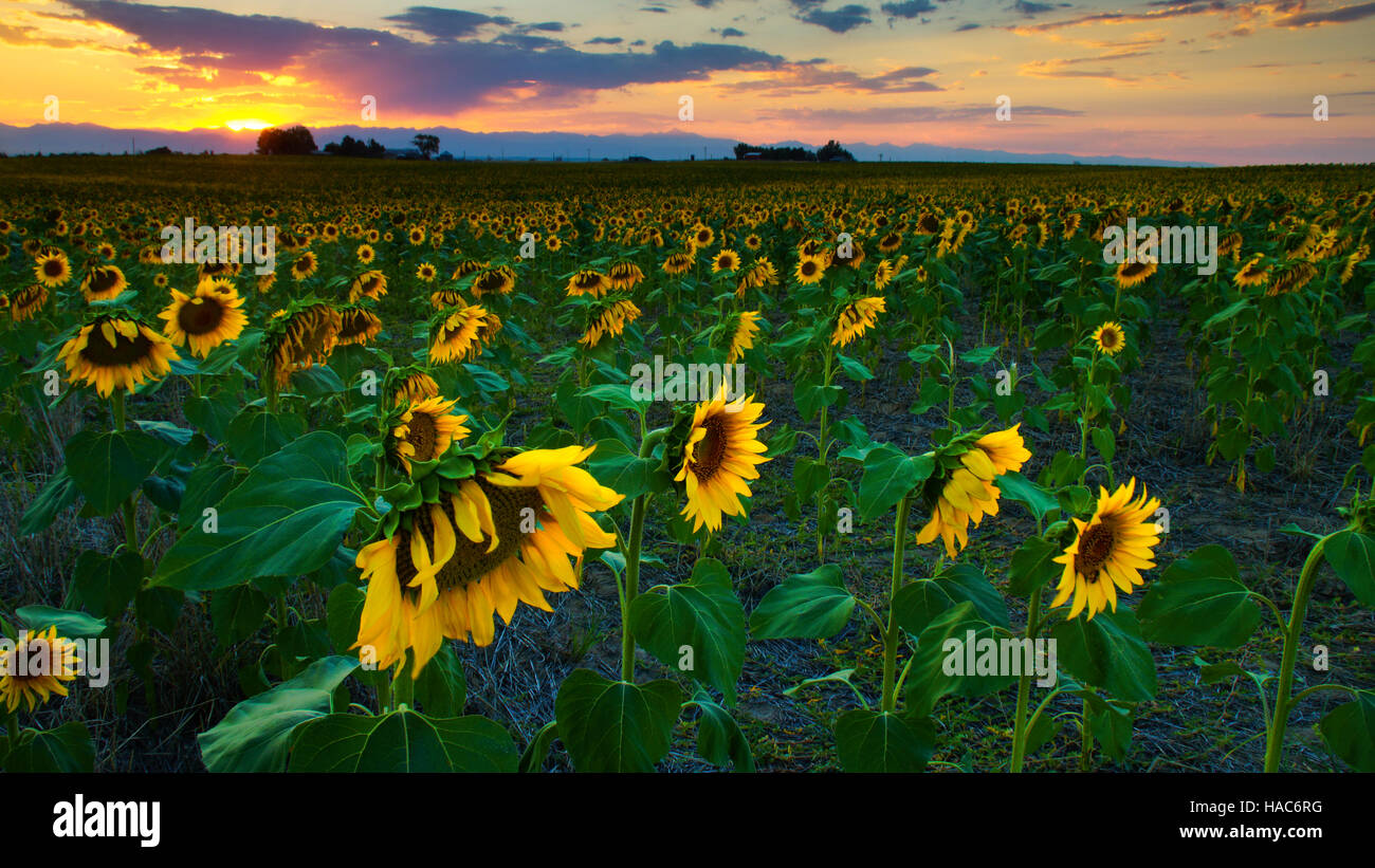 Denver blossom of light hi-res stock photography and images - Alamy