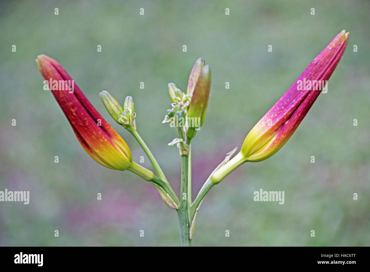 Purple and yellow unopened day lilly buds against blurred background ...
