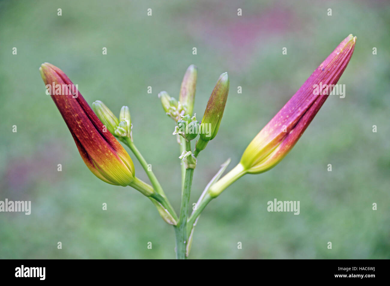 Purple and yellow unopened day lilly buds against blurred background ...